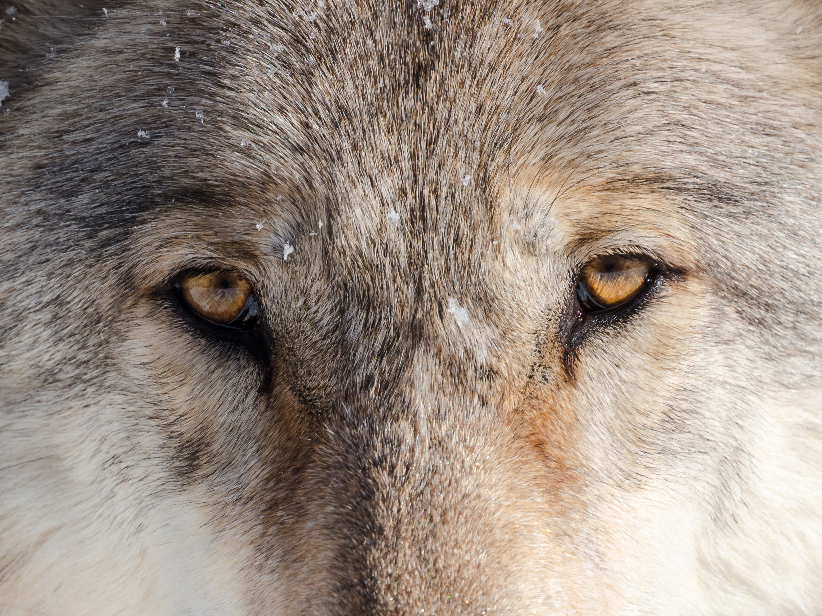 The History of Gray Wolf Protections in the Lower 48 | Defenders of Wildlife